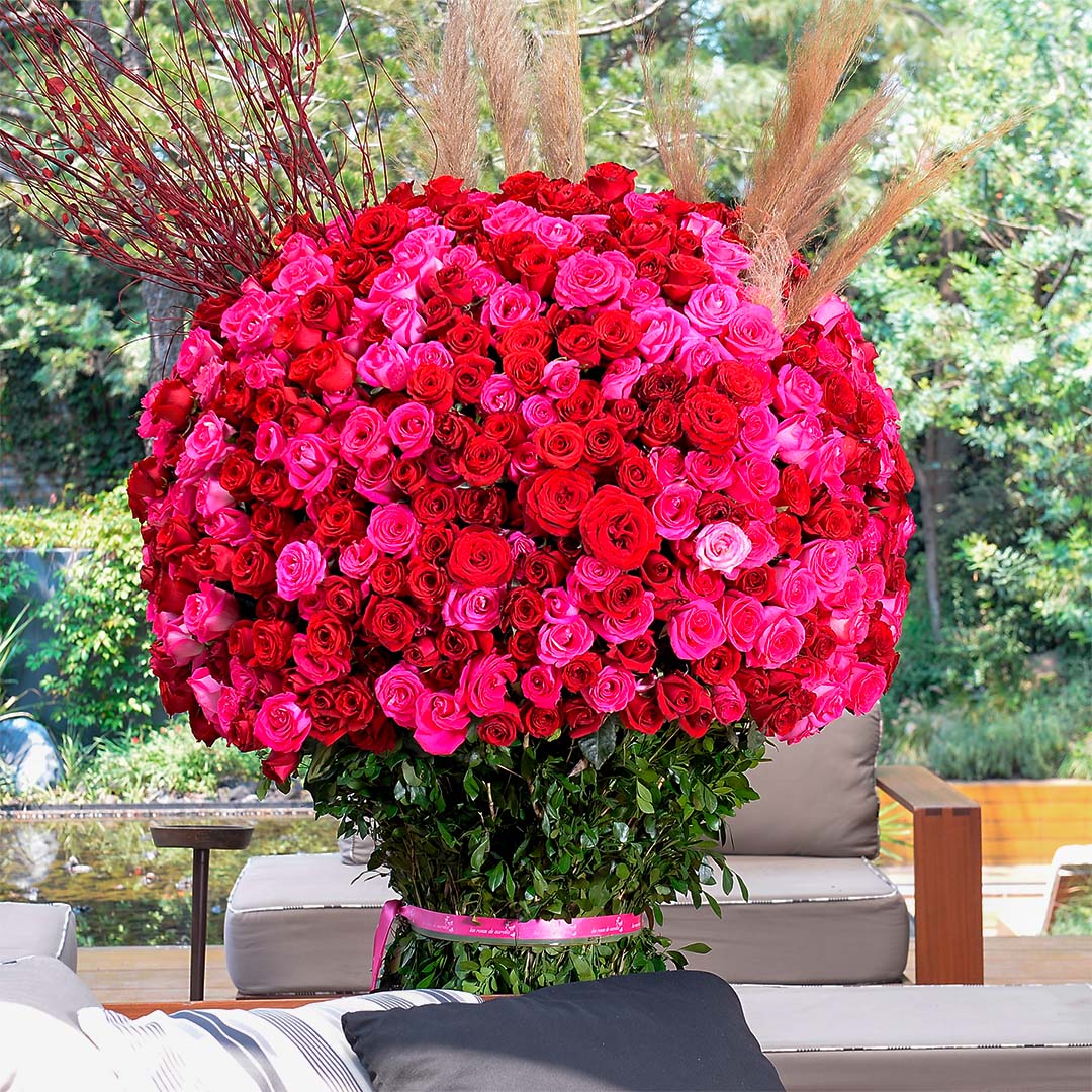 1000 Rosas - Las Rosas Aurelia 1000 Rosas - Las Rosas Aurelia